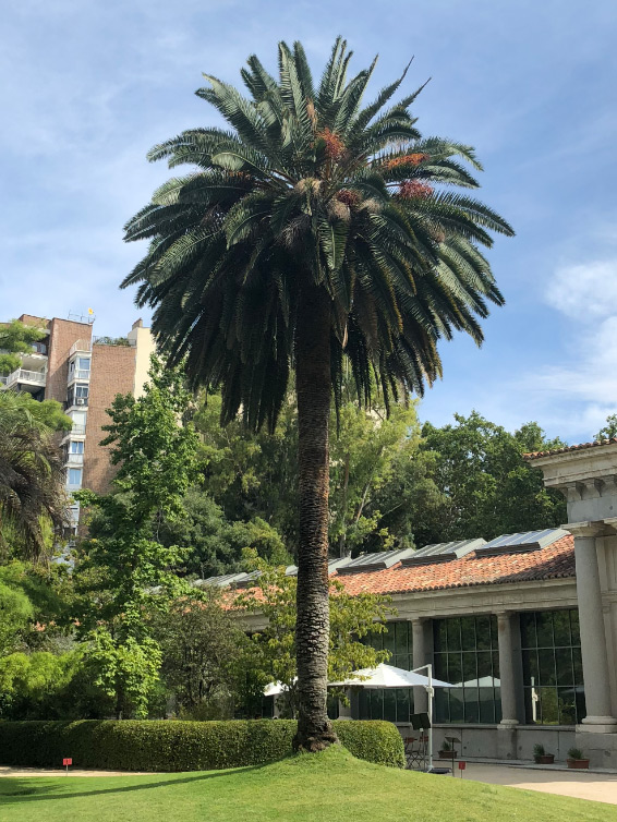 Corteza De Palmera Real Los árboles De La UdeA Pasan Por Un Momento