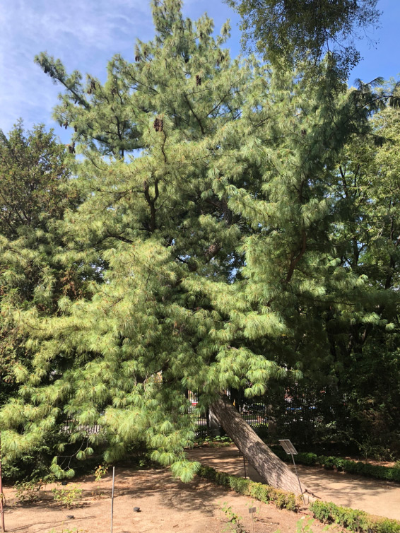 Himalayan weeping pine | Landscape of Light